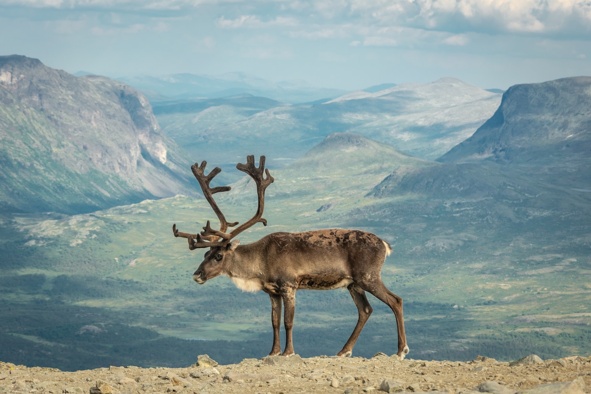 The Role Of Reindeer In Indigenous Cultures And Sustainable Living ...